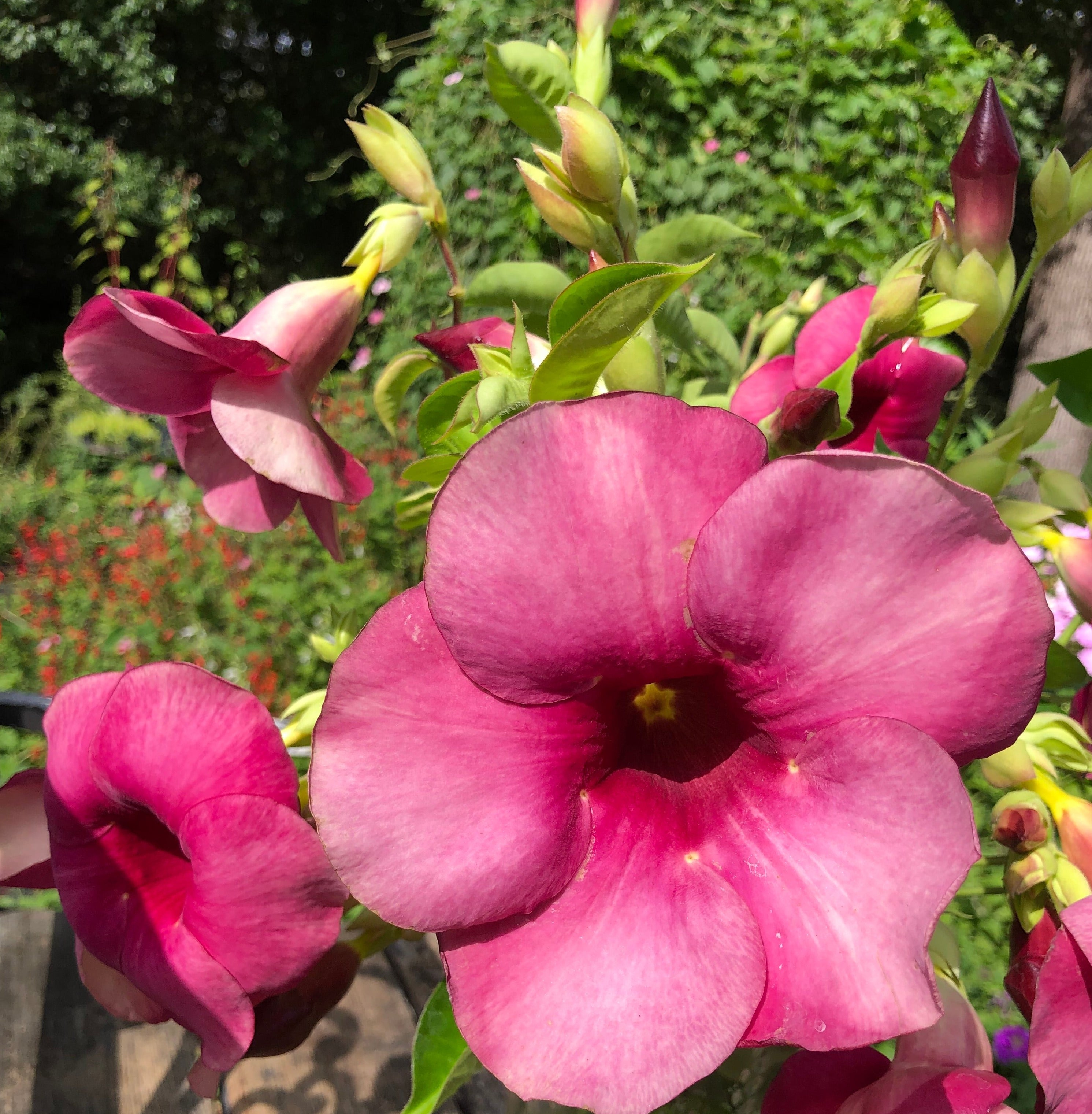 Allamanda cathartica Cherries Jubilee pint plant - – Southern Flower Garden
