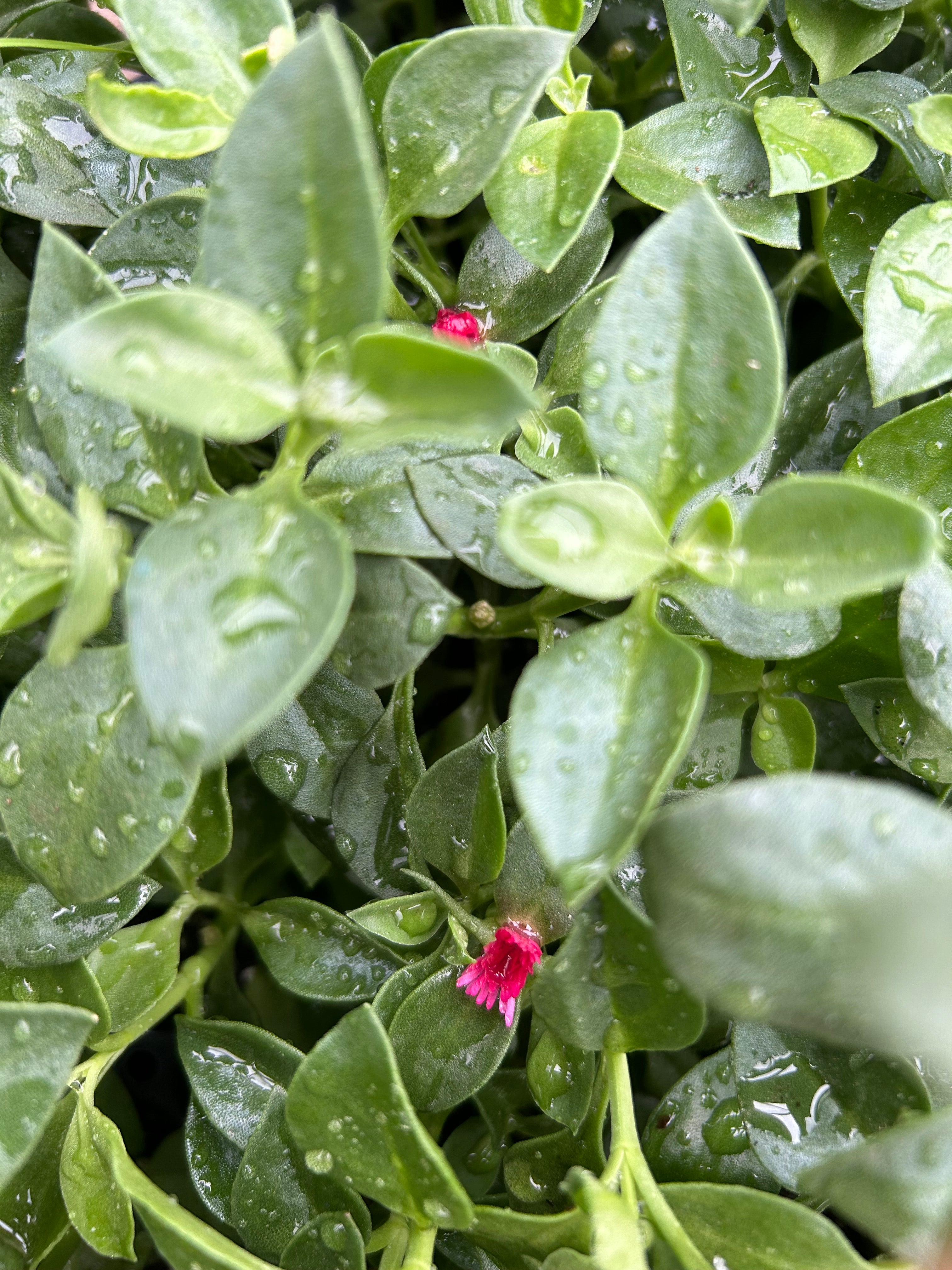 Aptenia Red Apple Baby Sun Rose succulent ground cover pint plant ...