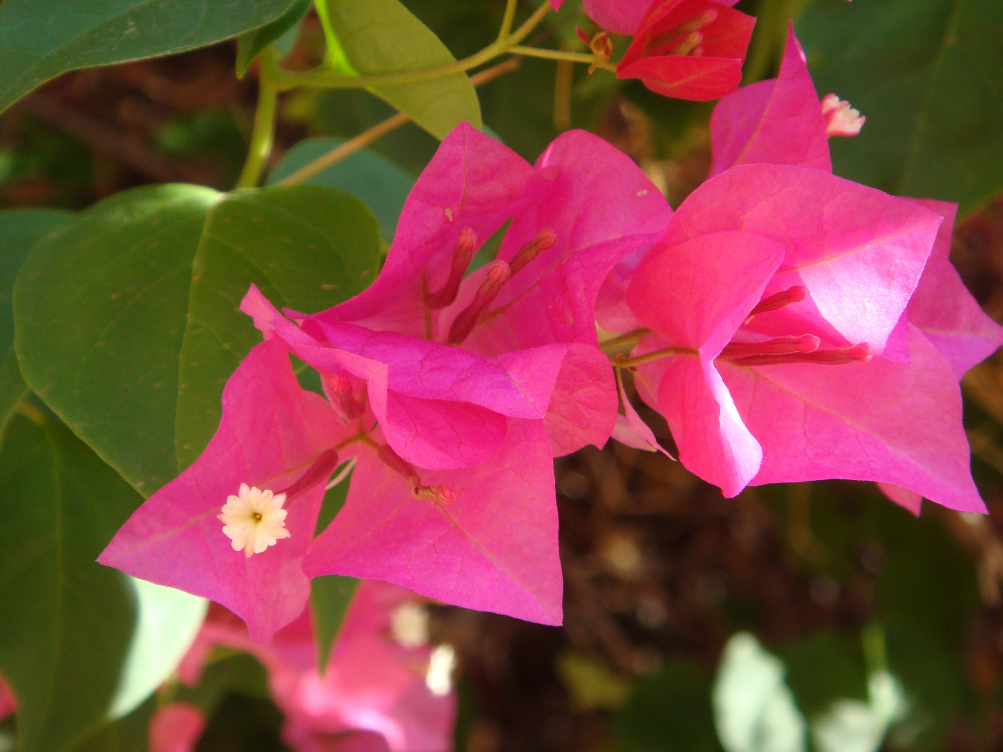 Bougainvillea Barbara Karst Pint Plant – Southern Flower Garden