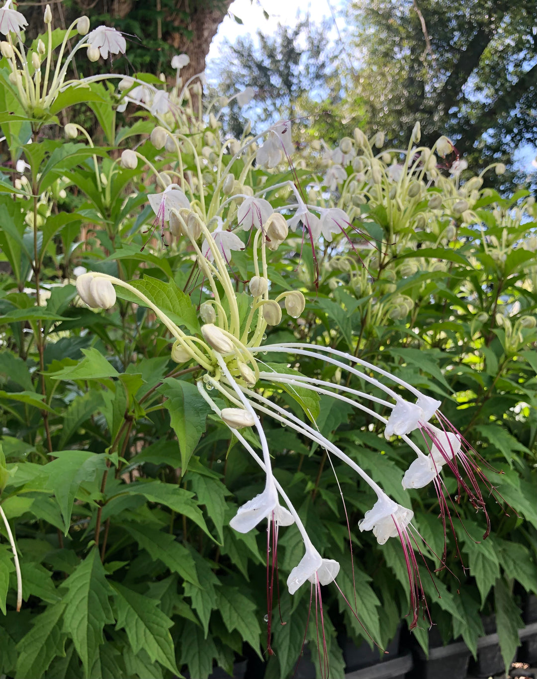 Musical Notes Clerodendrum incisum Pint Plant – Southern Flower Garden