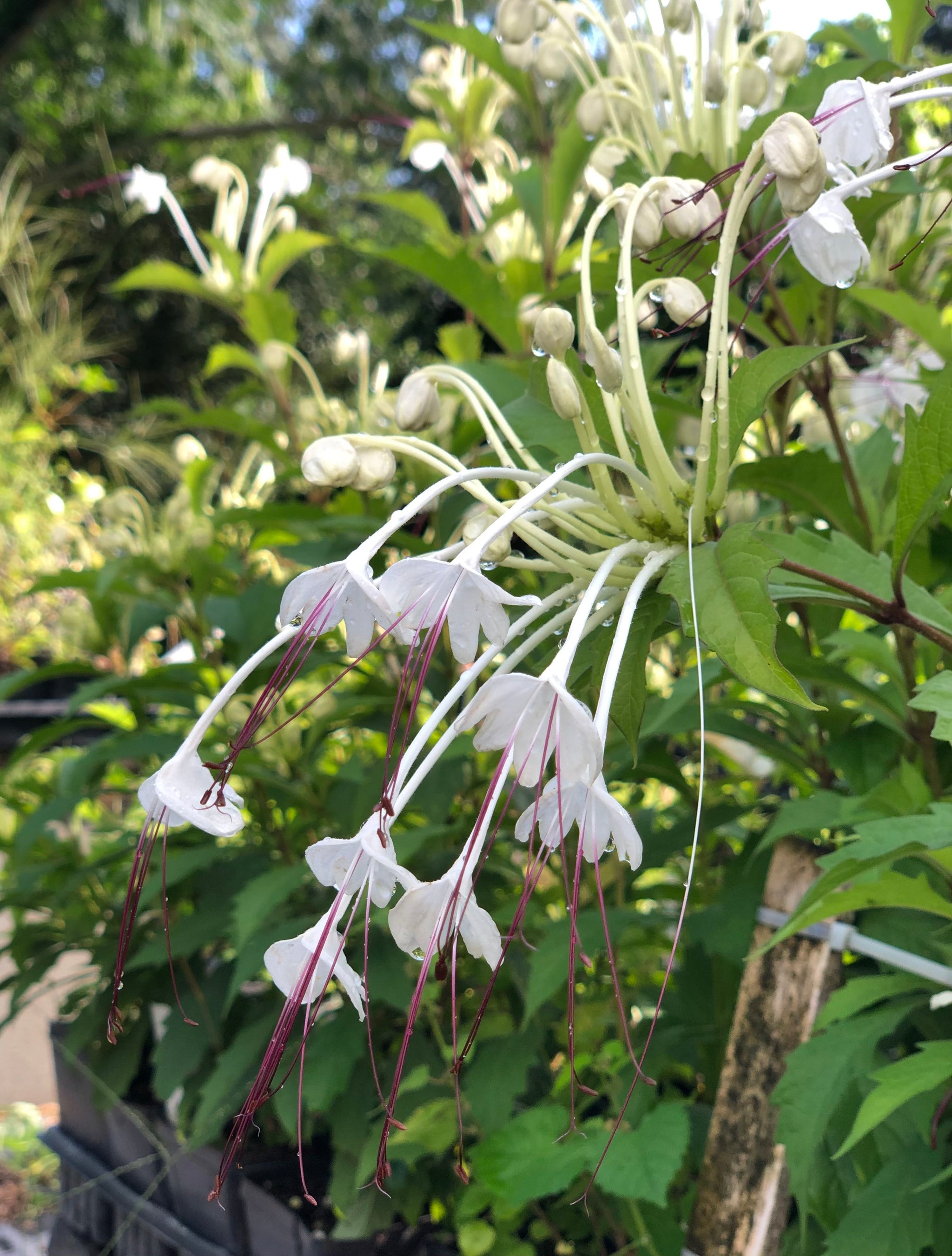 Musical Notes Clerodendrum incisum Pint Plant – Southern Flower Garden