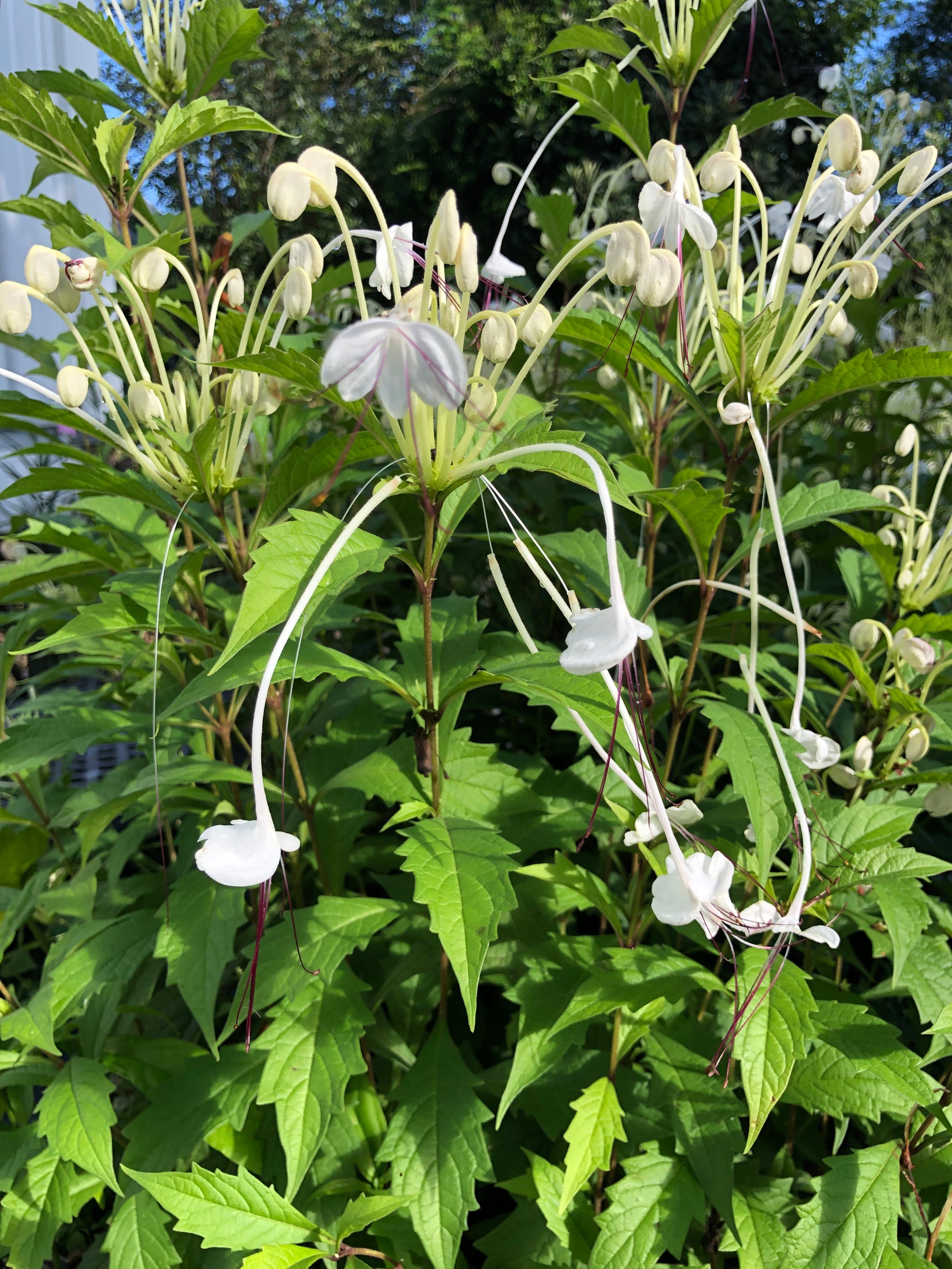 Musical Notes Clerodendrum incisum Pint Plant – Southern Flower Garden