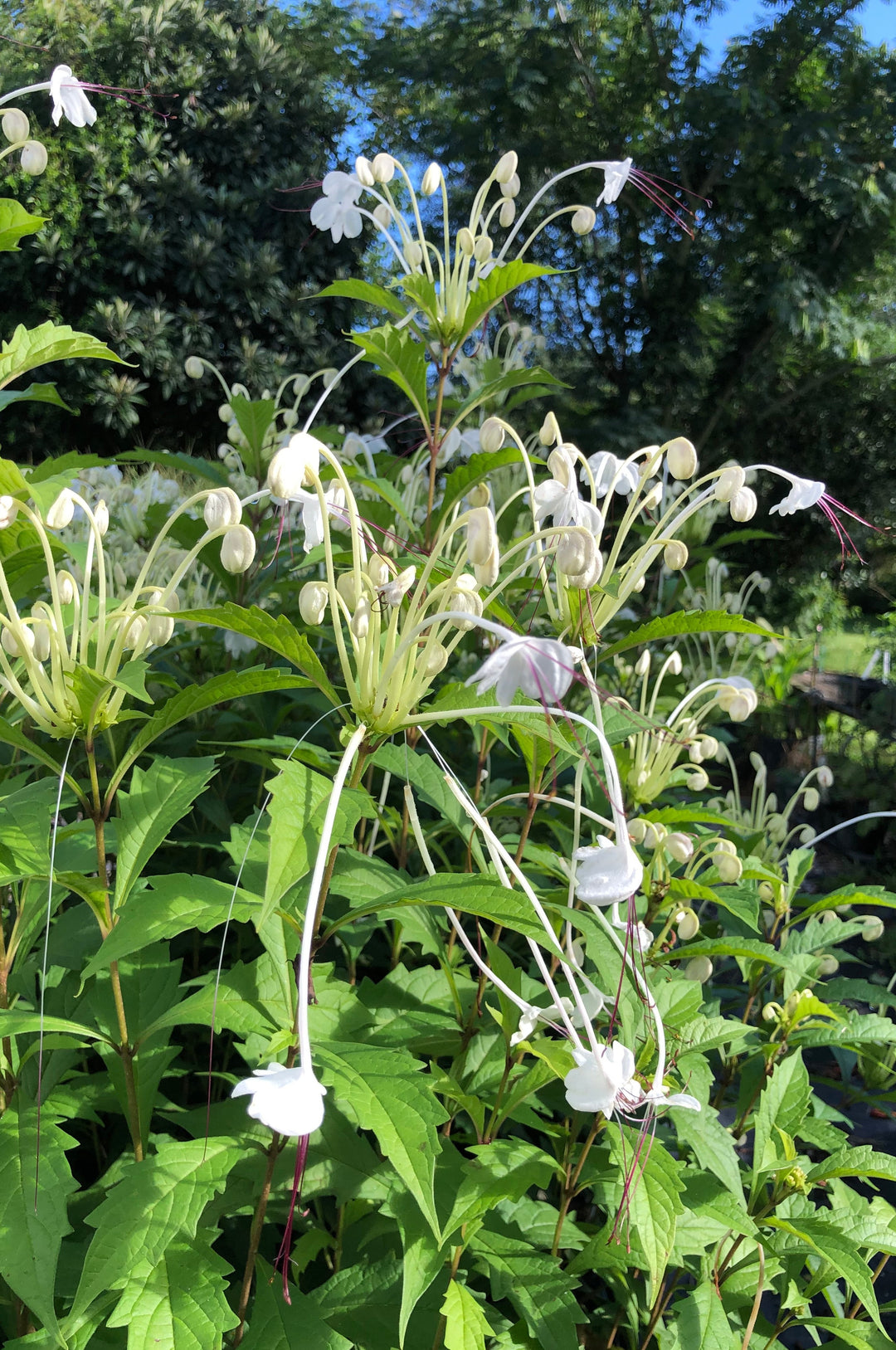 Musical Notes Clerodendrum incisum Pint Plant – Southern Flower Garden