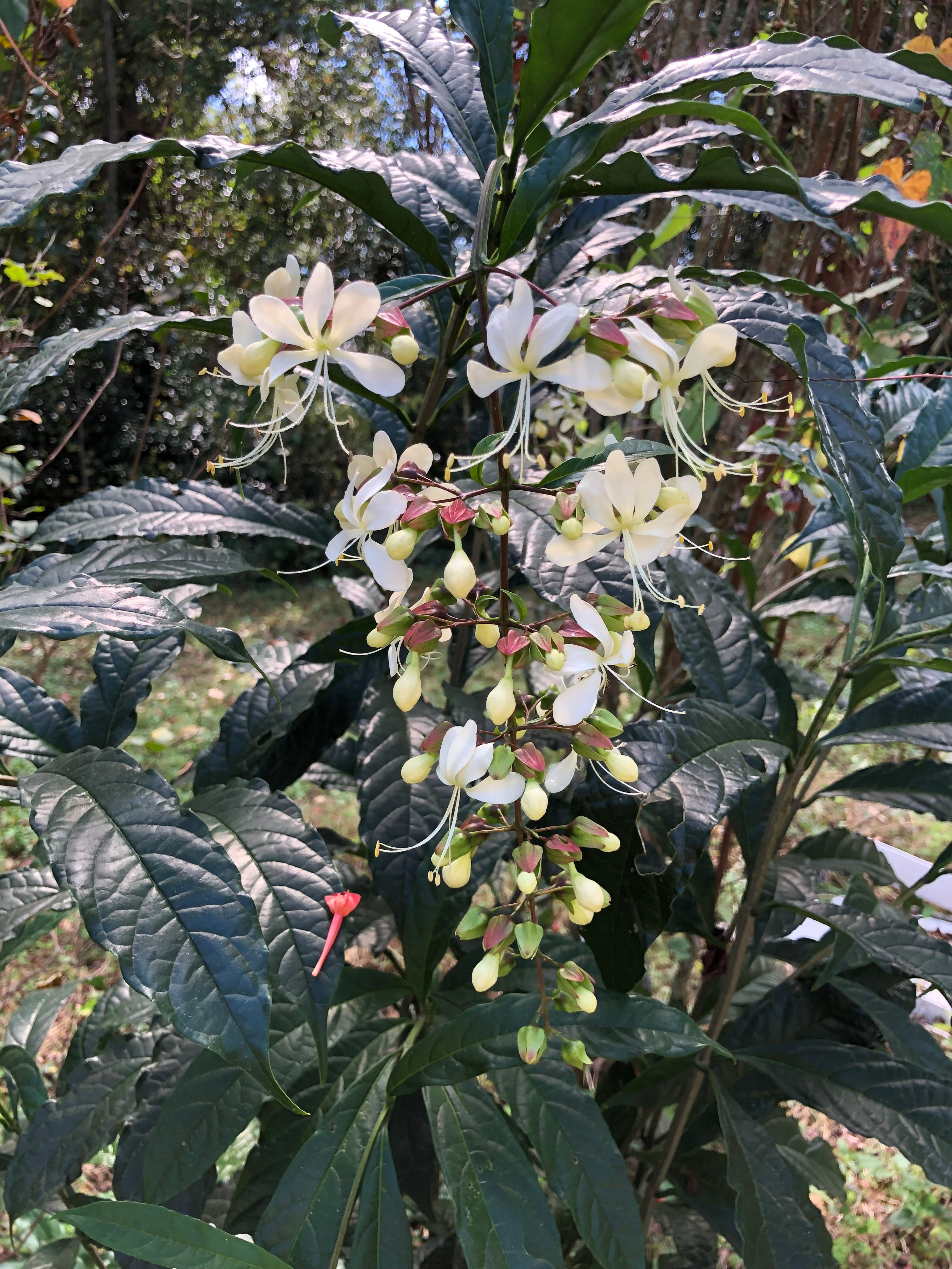 Clerodendrum wallichii Bridal Veil Pint Plant – Southern Flower Garden
