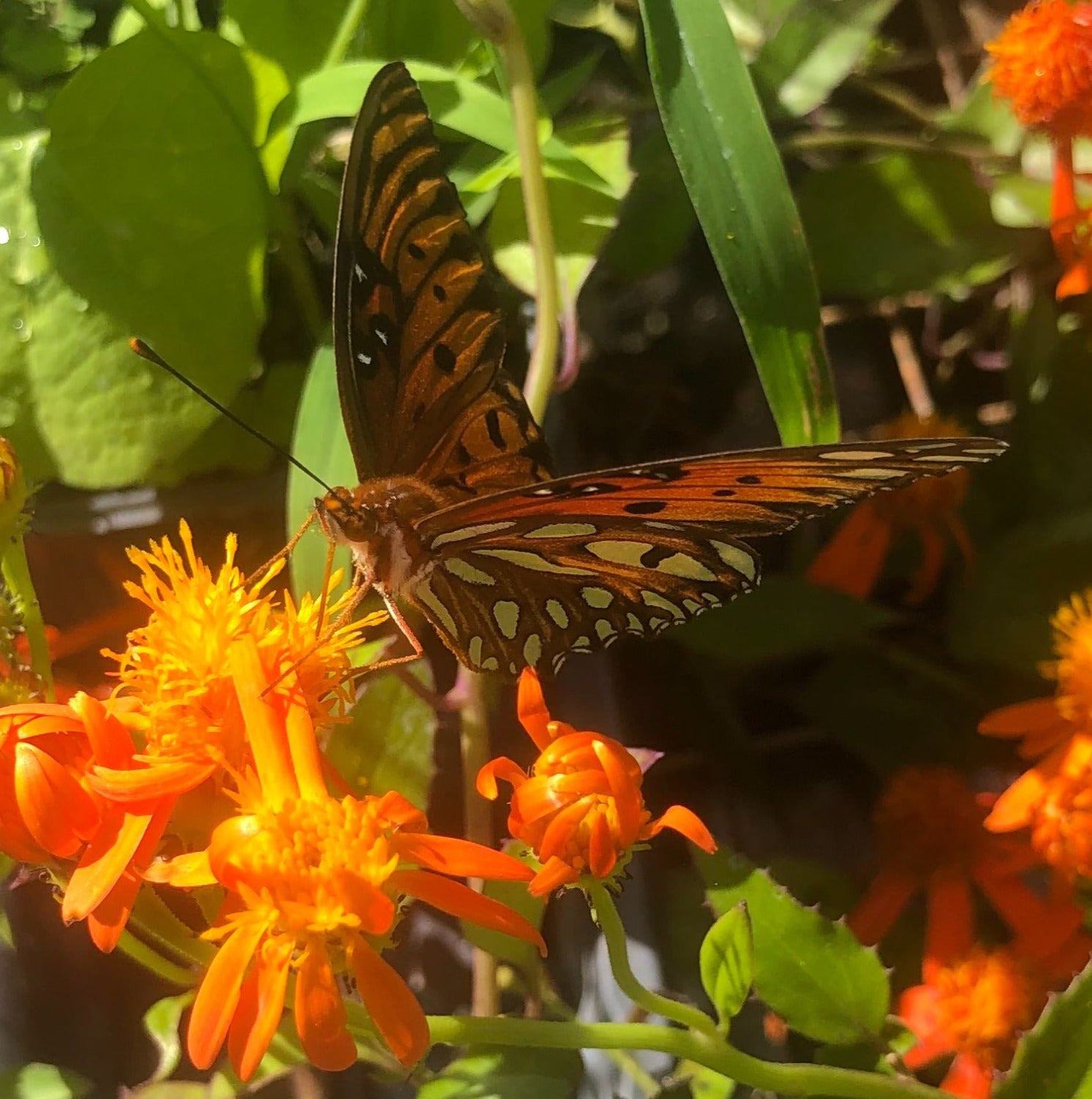 Mexican Flame Vine or Senecio confusus Pint Plant – Southern Flower Garden