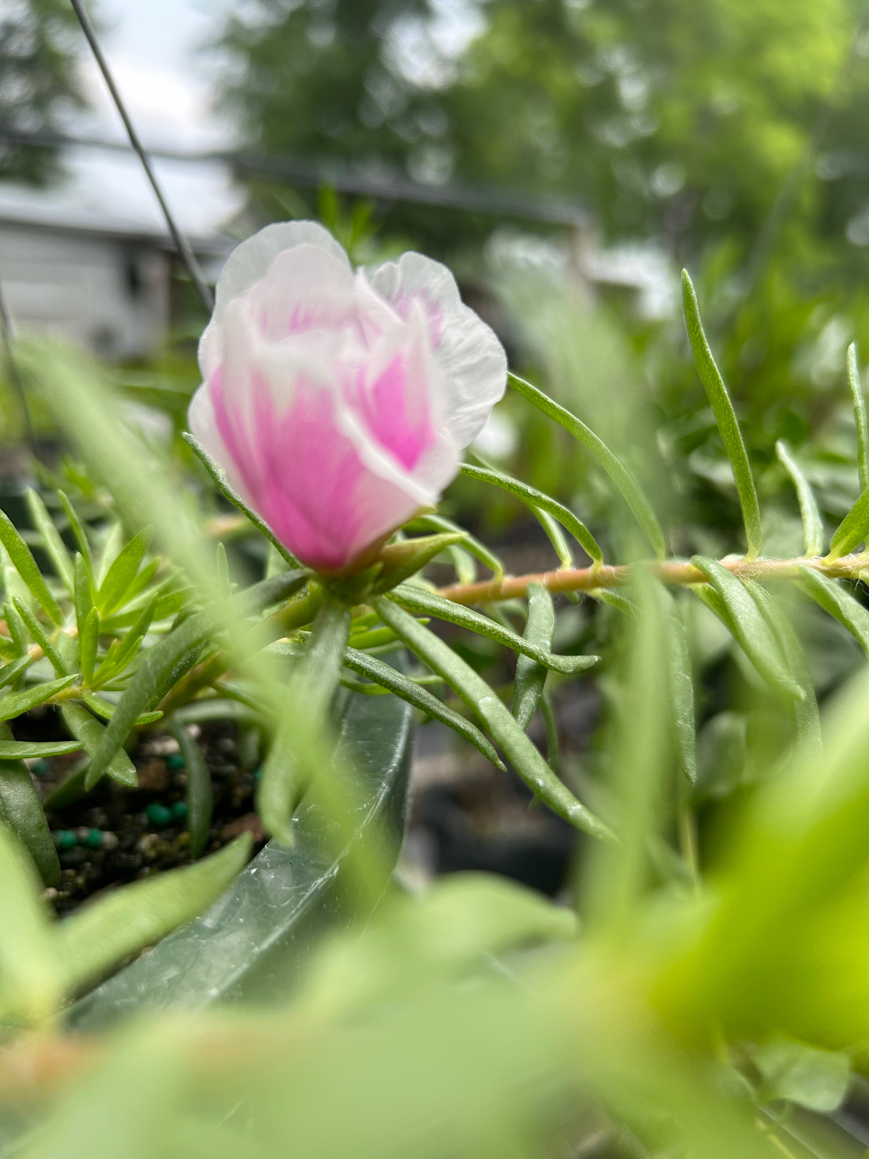 Portulaca grandiflora Samba Peppermint pint plant – Southern Flower Garden