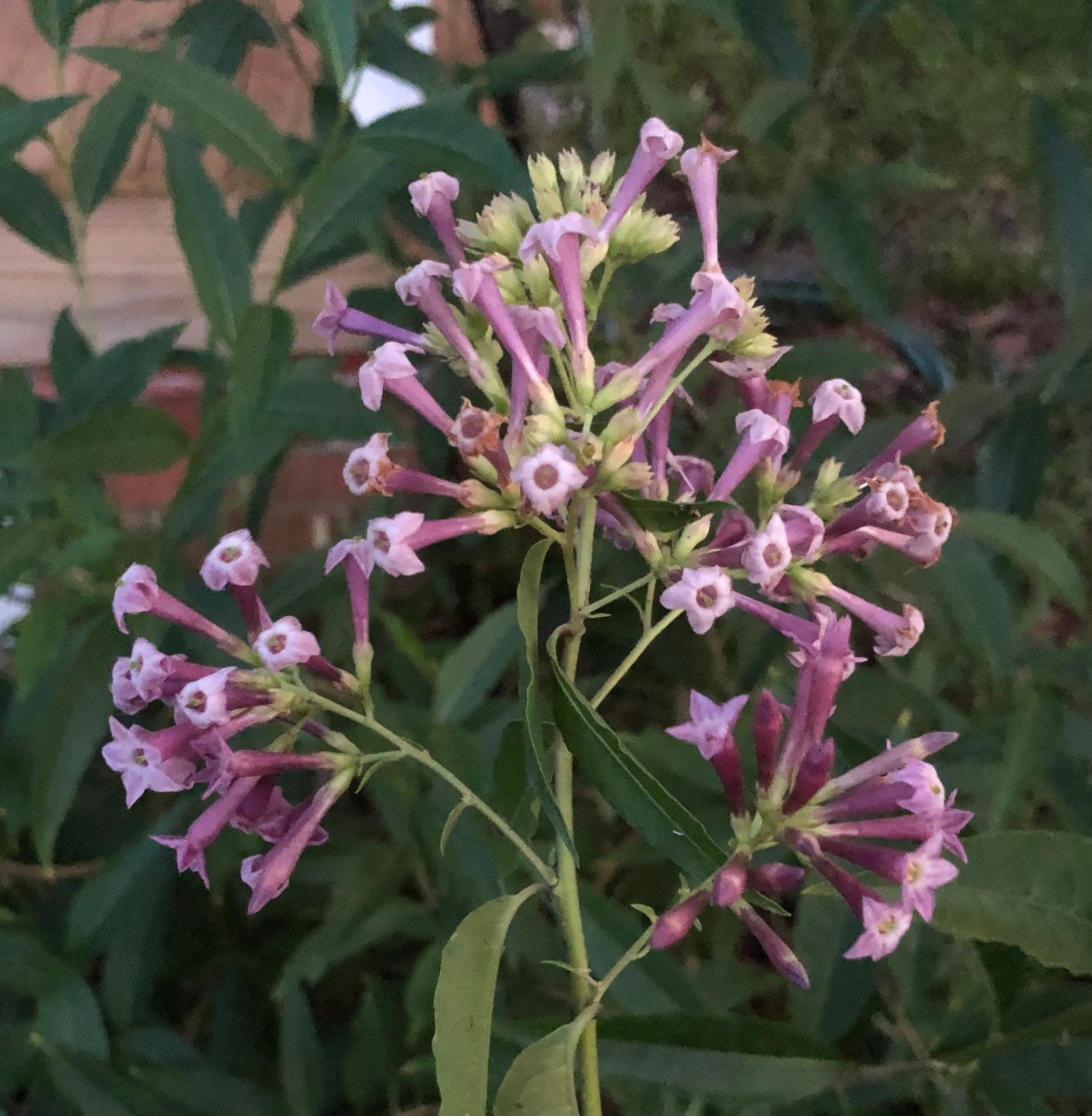 Cestrum purple x Cretan Purple Rare Color Quart Plant – Southern Flower ...
