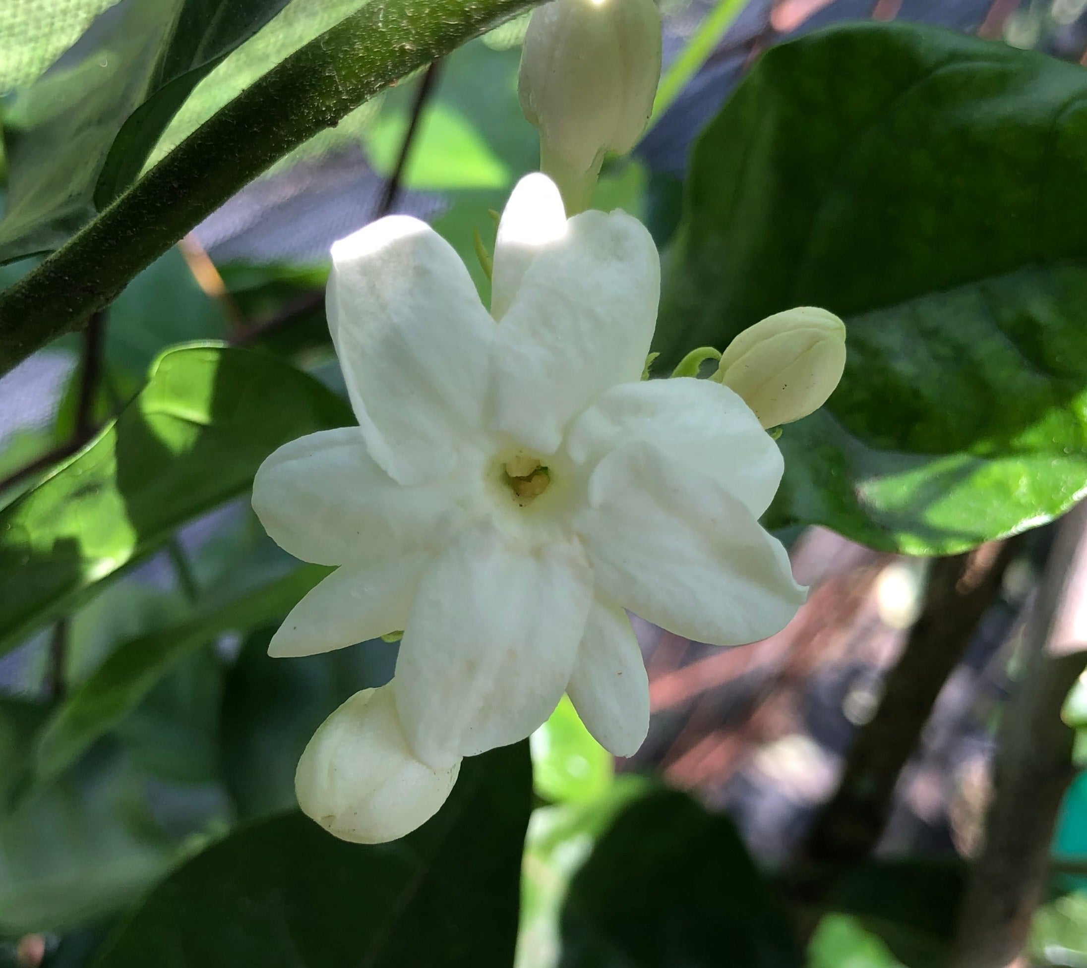 Jasmine Sambac Arabian Jasmine Pint Plant – Southern Flower Garden