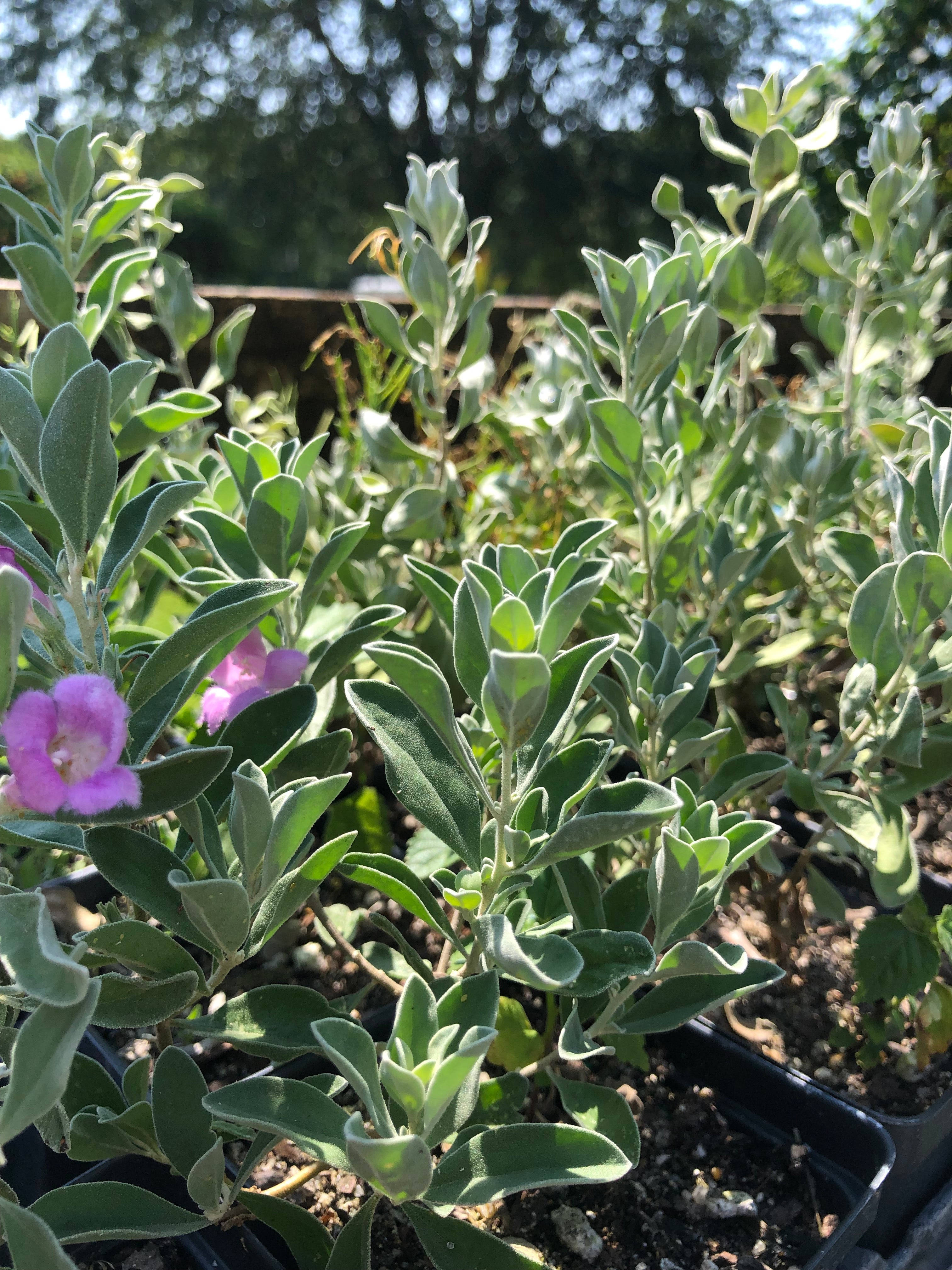 Texas Sage or Leucophyllum frutescens Pint Plant – Southern Flower Garden