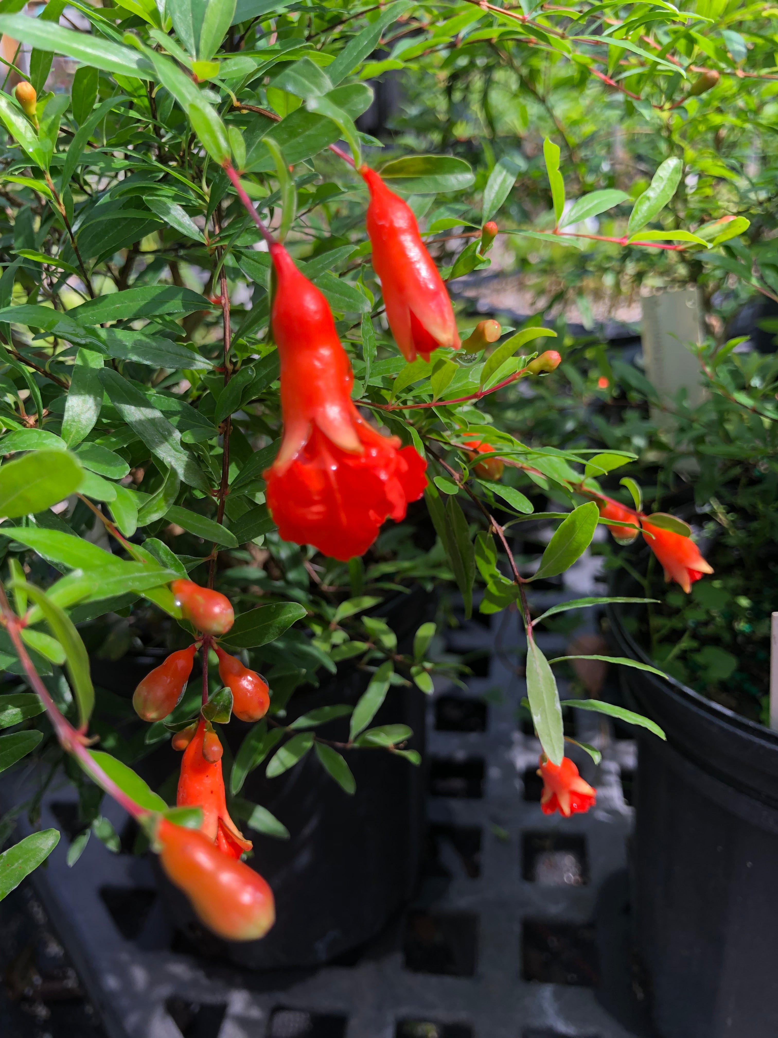 Miniature pomegranate Tree or Punica granatum pint plant – Southern ...