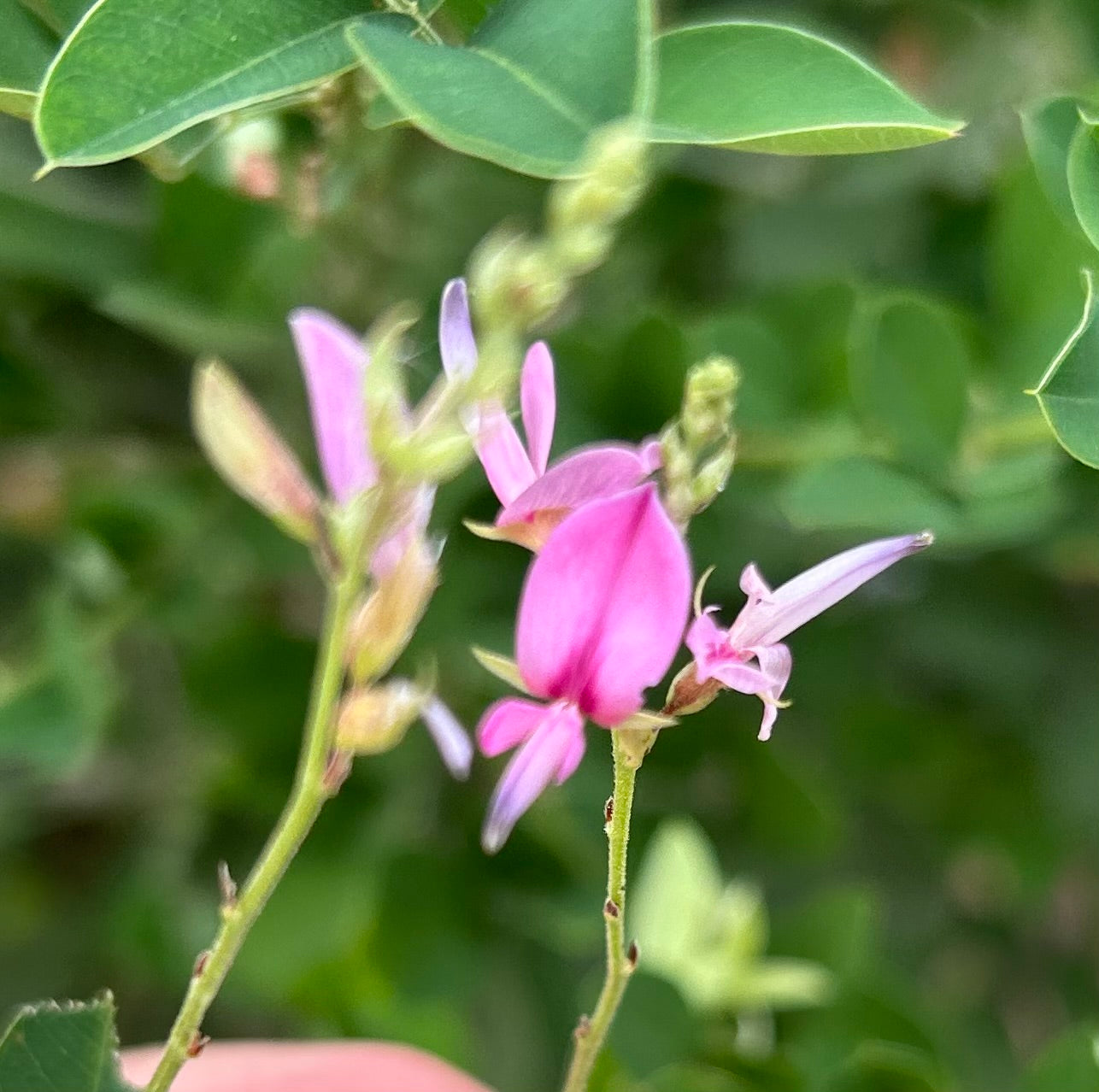 Sweet Pea Shrub or Polygala x dalmaisiana pint plant – Southern Flower ...