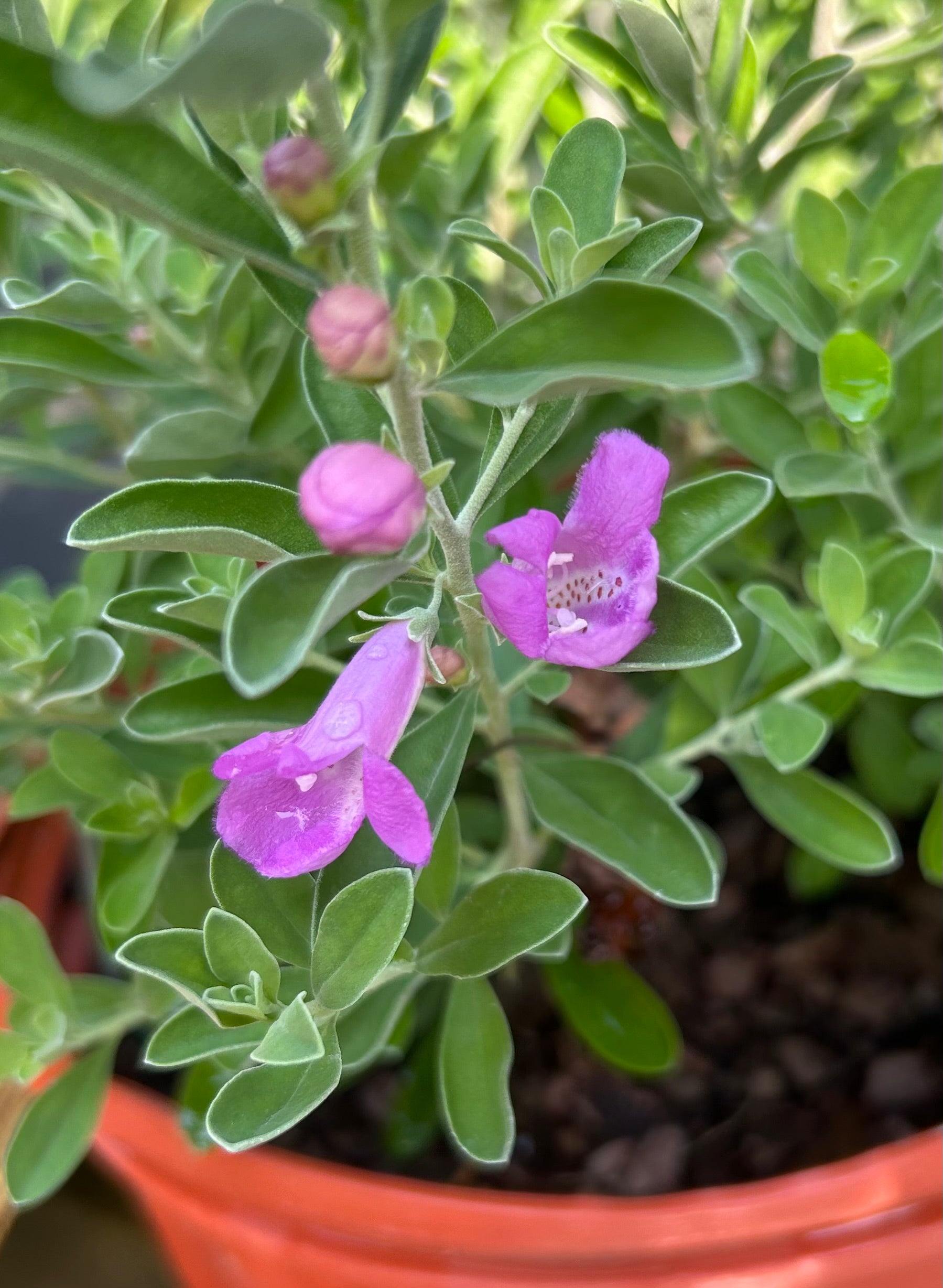 Texas Sage or Leucophyllum frutescens or Silverleaf Leucophyllum Pint ...
