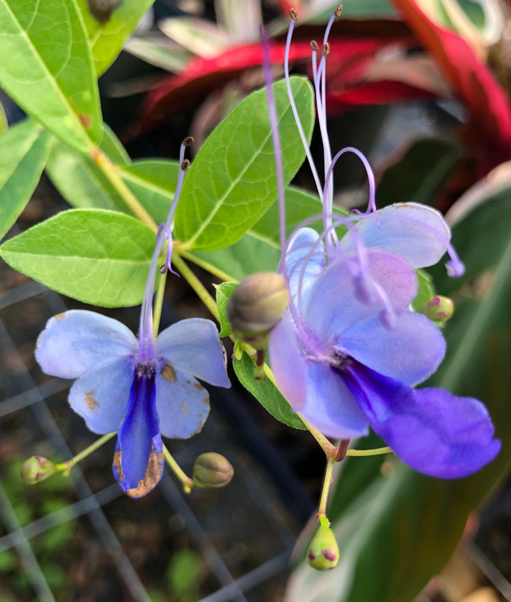 Blue Wings or Blue Butterfly Clerodendrum Ugandense pint plant ...