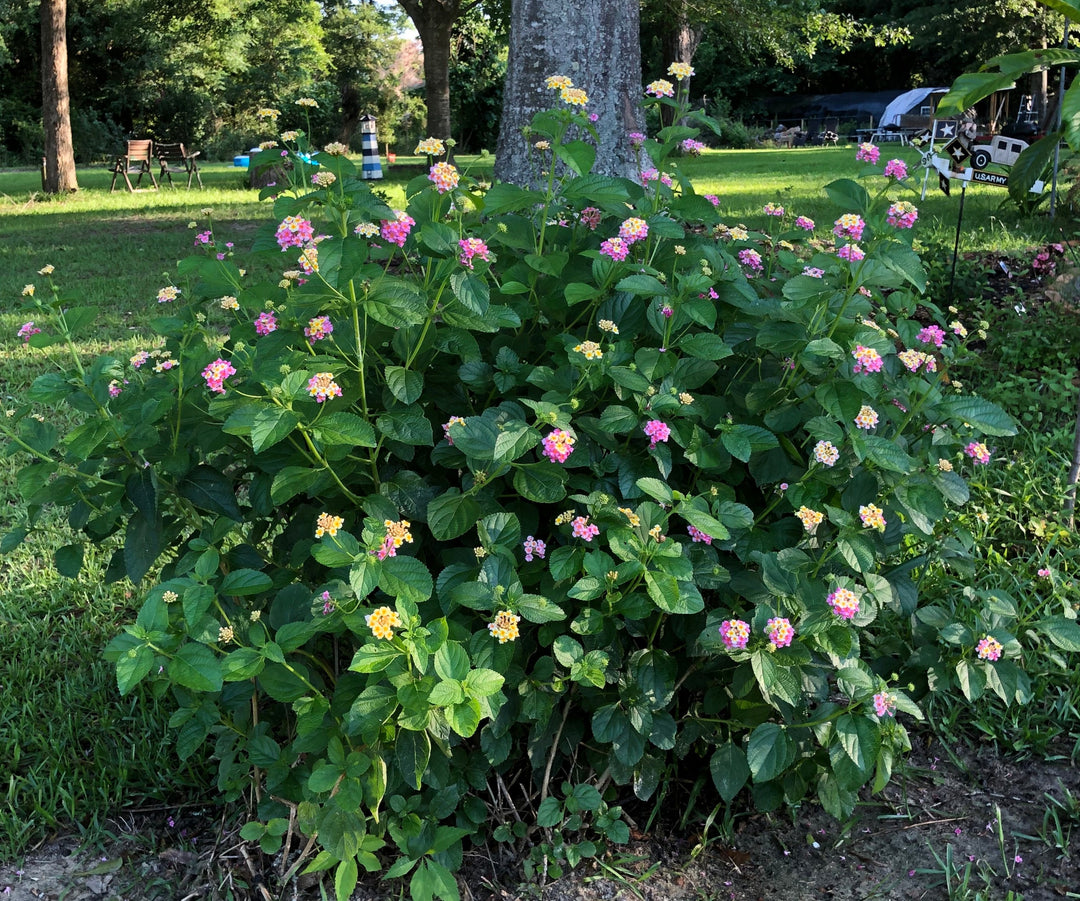 Lantana camara Ham and Eggs Pint Plant – Southern Flower Garden