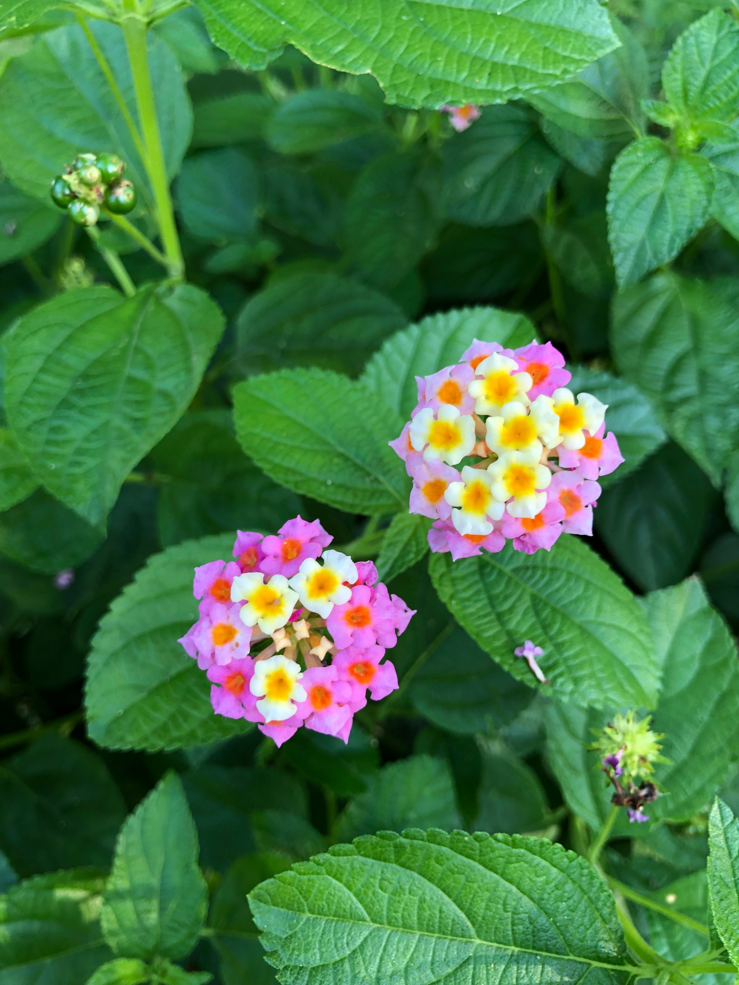 Lantana camara Ham and Eggs Quart Plant – Southern Flower Garden