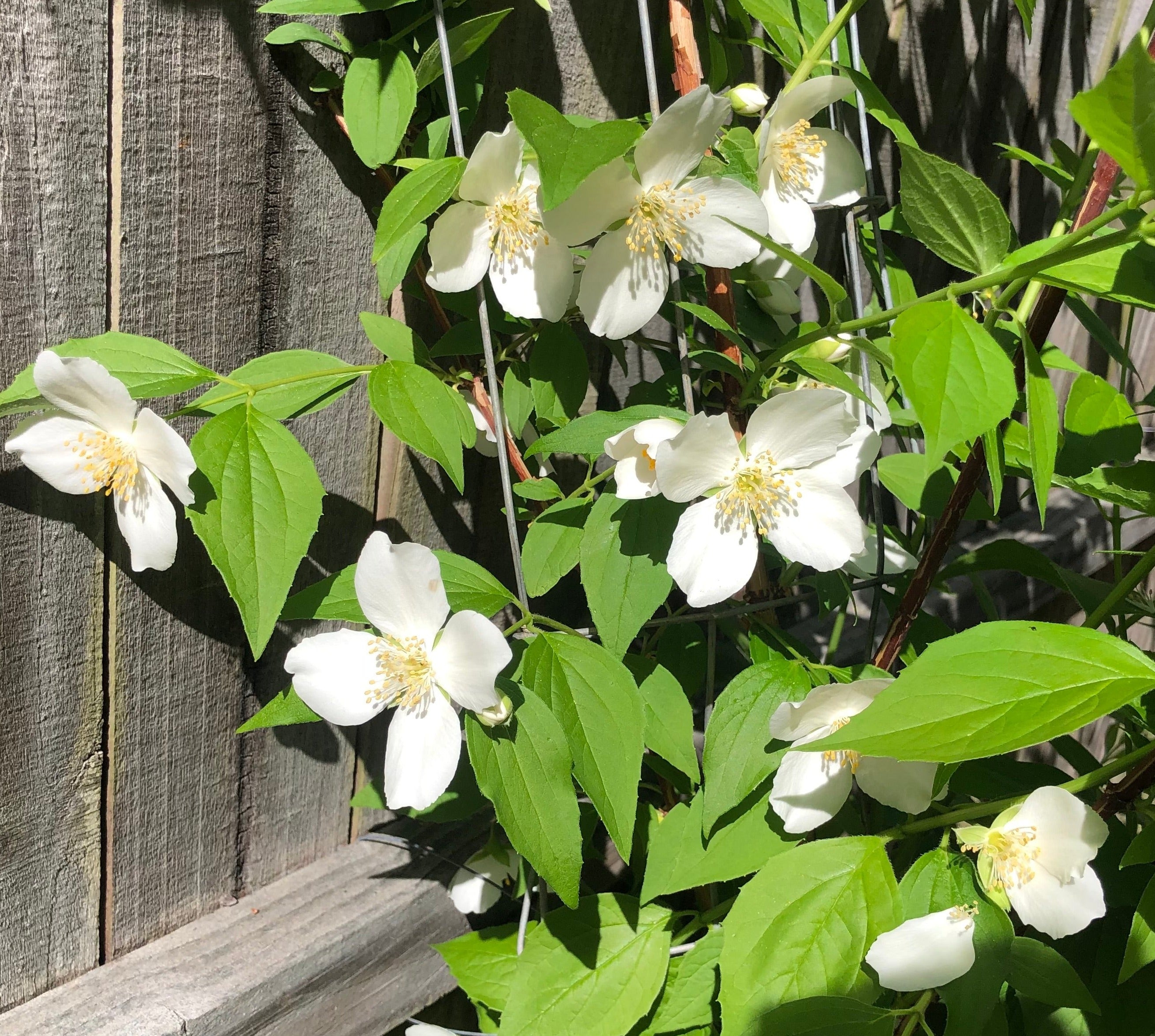 Sweet Fragrant Mock Orange Shrub, Philadelphus coronarius Plant ...