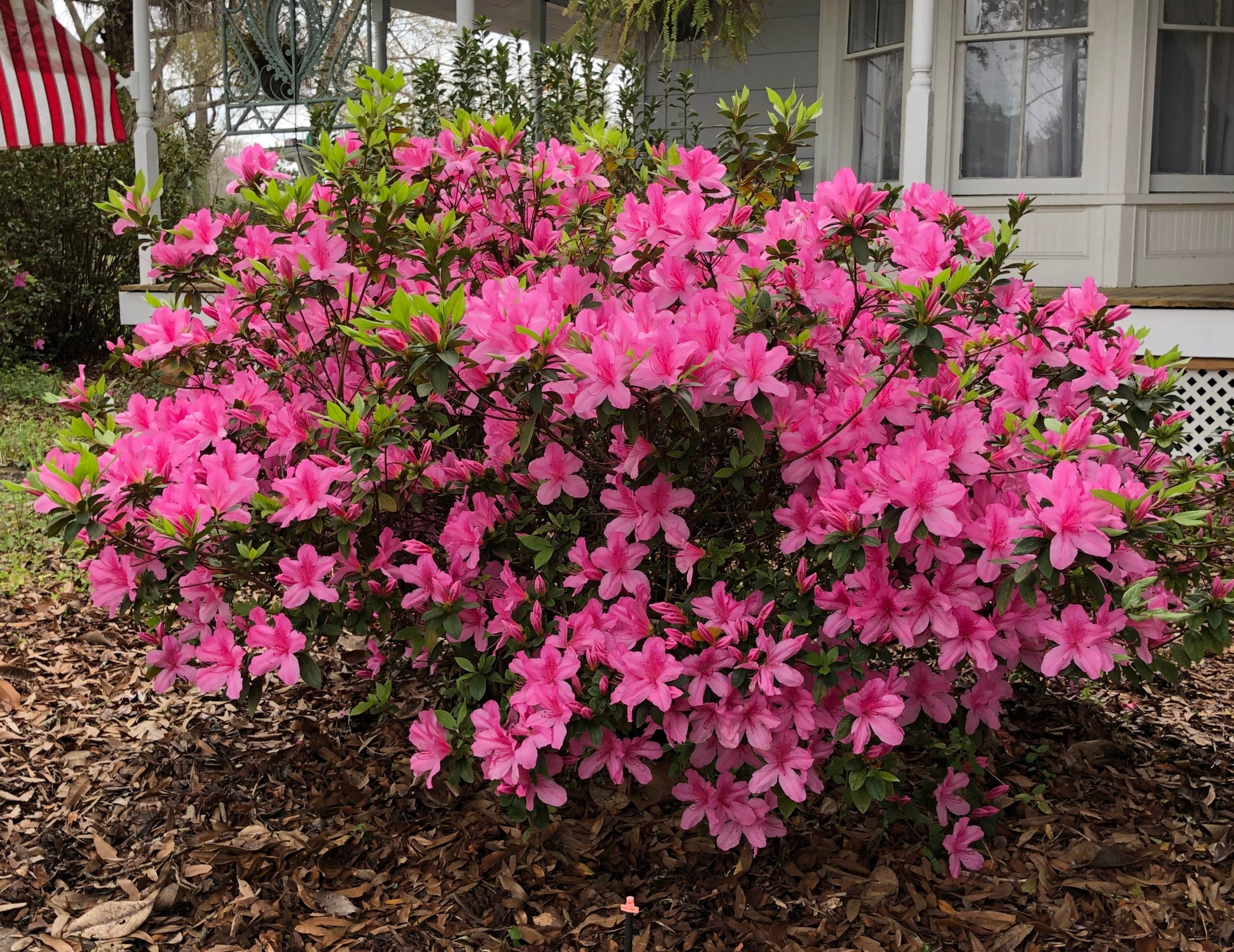 Pink Azalea Quart Plant – Southern Flower Garden