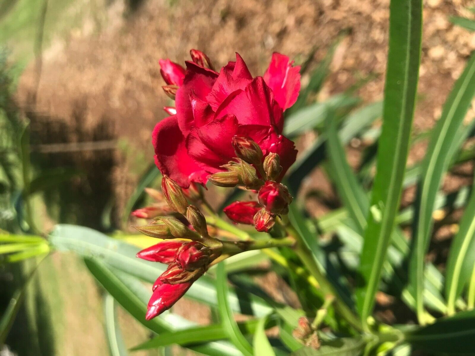 Nerium Oleander Hardy Red Quart Plant – Southern Flower Garden