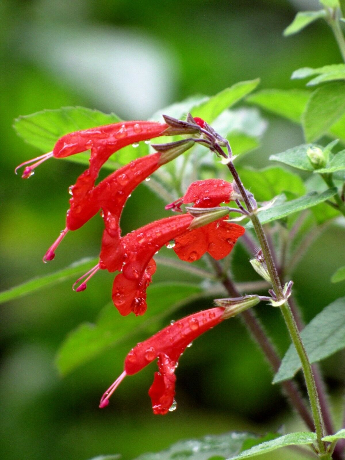 Salvia coccinea Red Tropical Sage pint plant – Southern Flower Garden