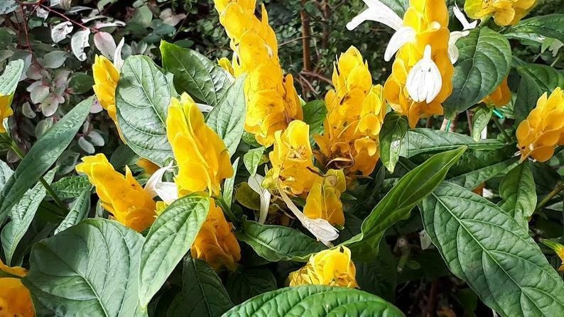 2 Yellow Shrimp Plant or Pachystachys lutea Quart Plants – Southern ...