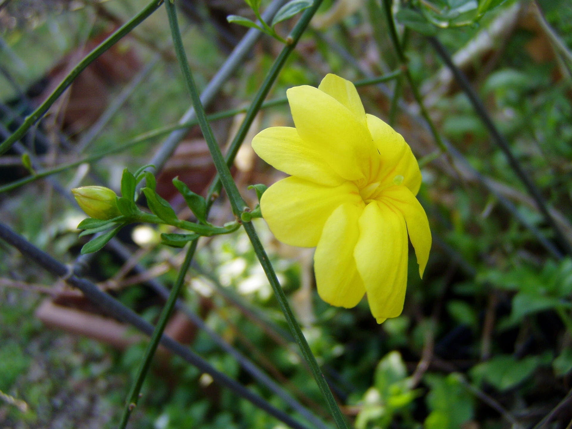Yellow Jasmine Flower Wallpaper