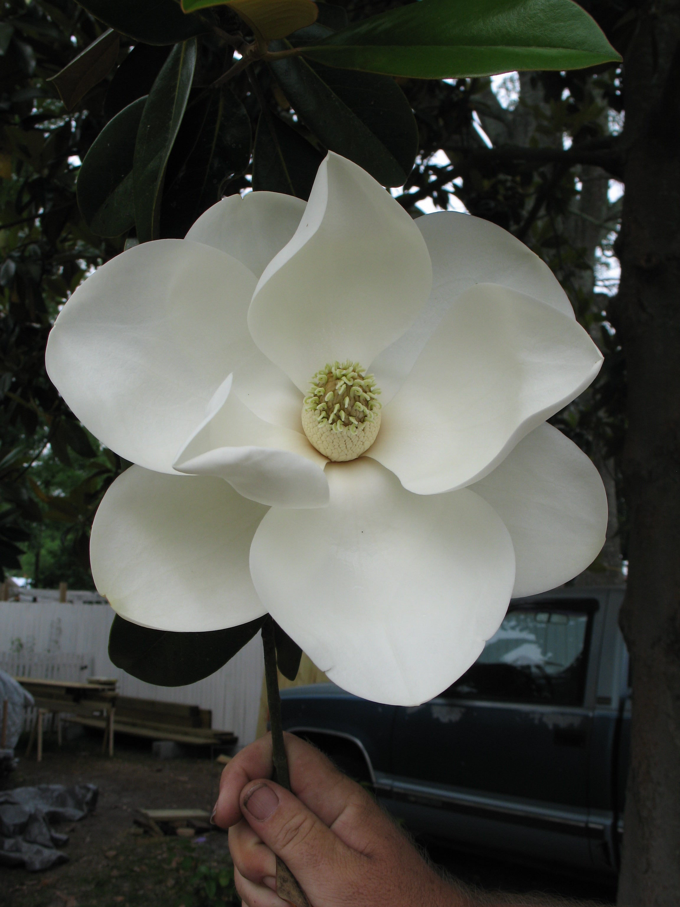 Southern Magnolia or Magnolia grandiflora 10 Seeds – Southern Flower Garden